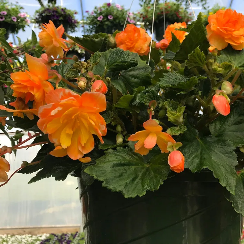 Begonia Apricot Shades (Updated May 2023)