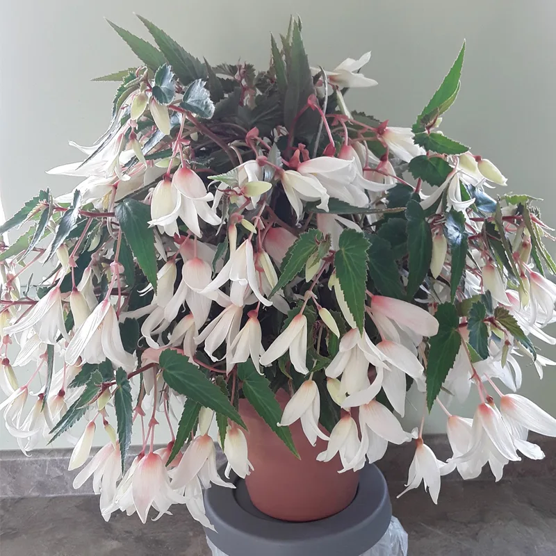Begonia Waterfall (Updated 2023)