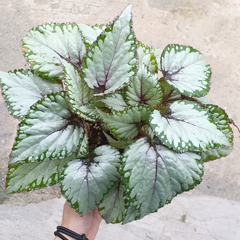 Ballet Rex Begonia (Updated 2023)