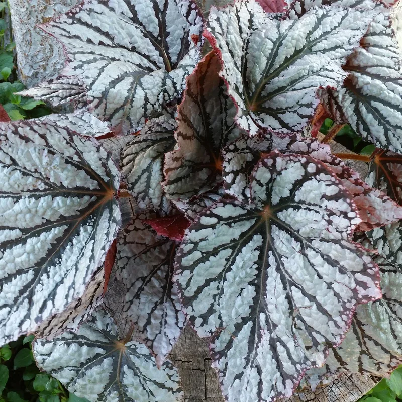 Begonia Fairy (Updated 2023)