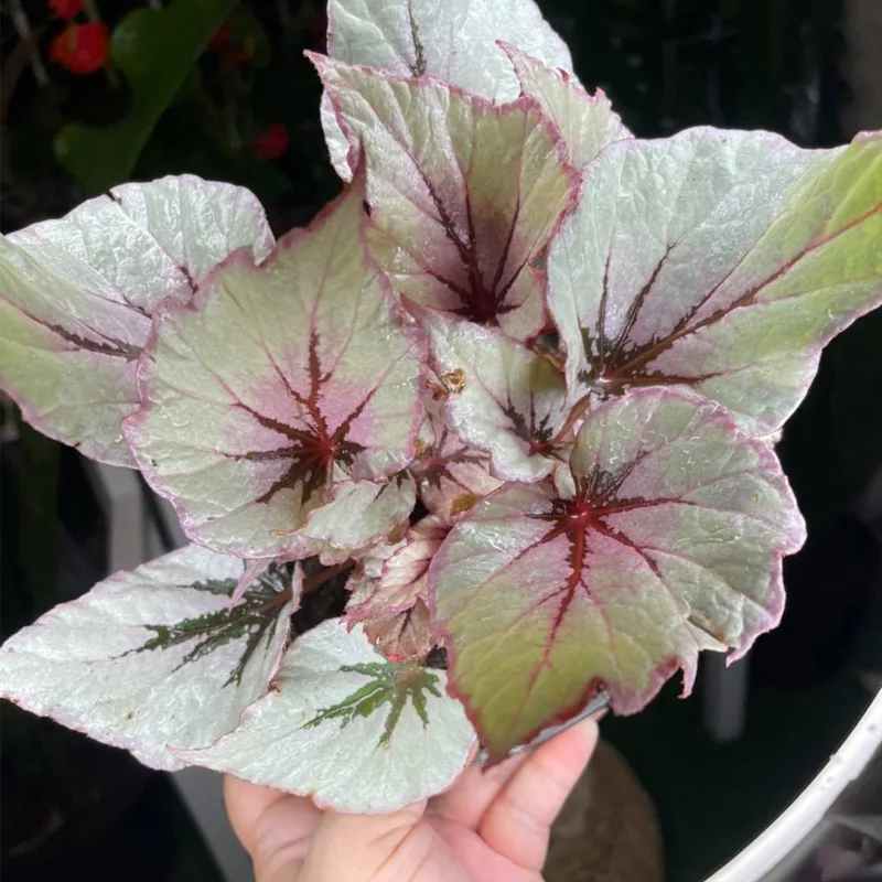 Begonia Rex Pink Charming (Updated 2023)