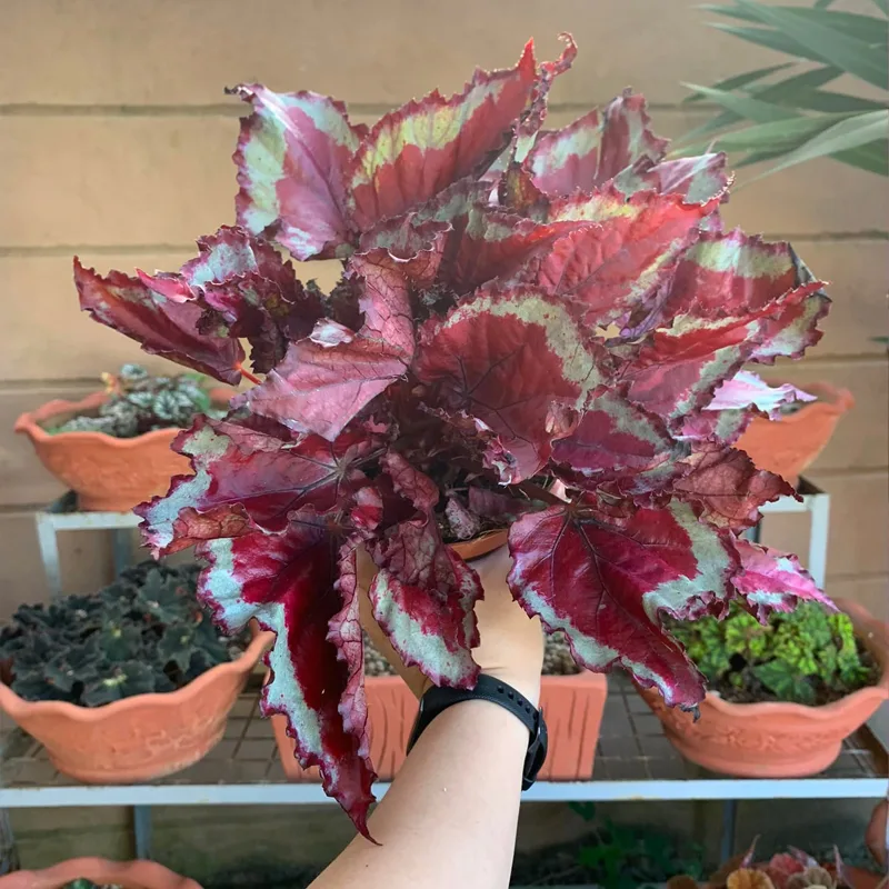 Begonia Spitfire (Updated 2023)