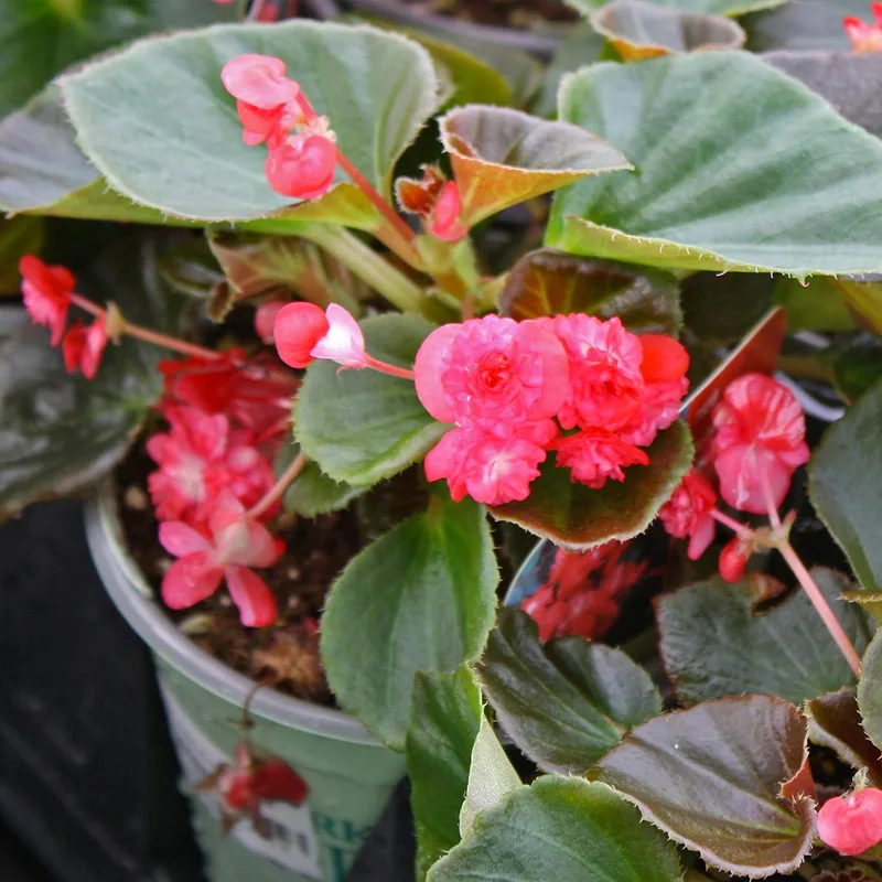 93 Types of Begonias