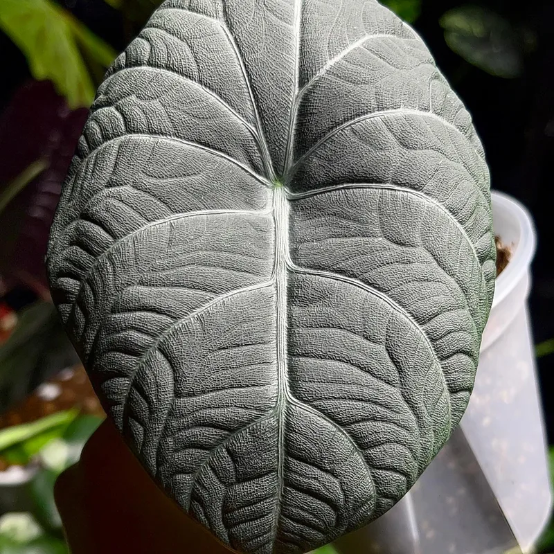 Alocasia Grey Dragon Care Guide: Cultivating the Textured Jewel