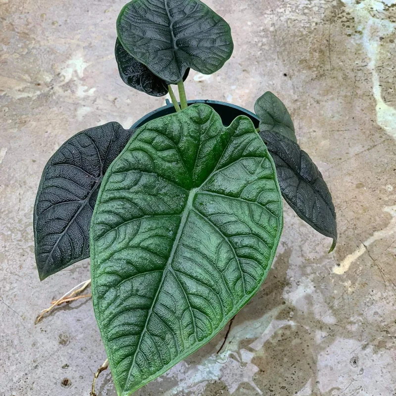 Plant FAQs: Monstera Burle Marx Flame