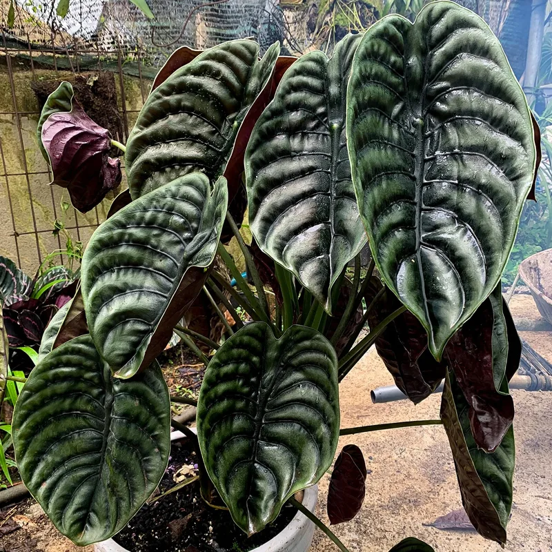 Plant FAQs: Bracken's Brown Beauty Magnolia