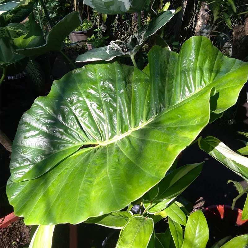 Alocasia Giant Taro Care Guide: Cultivating the Colossal Elephant Ear
