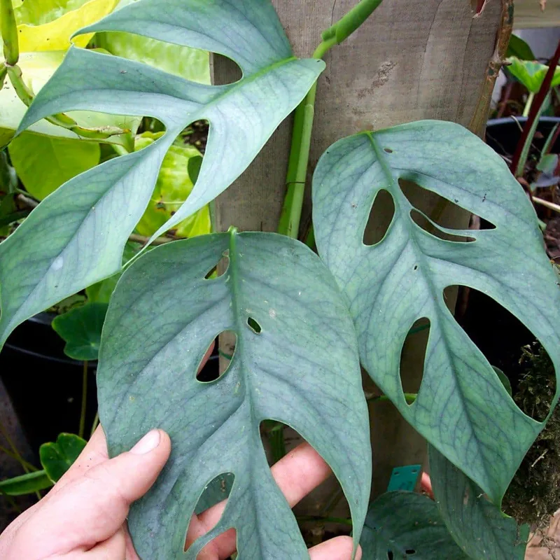 Types of Pothos