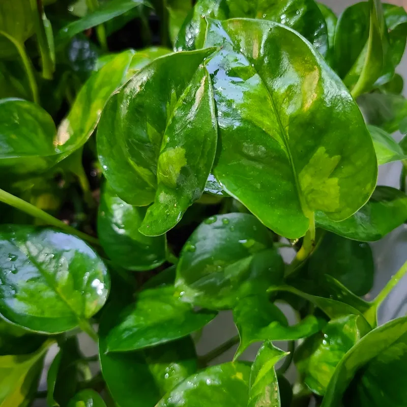 Types of Pothos
