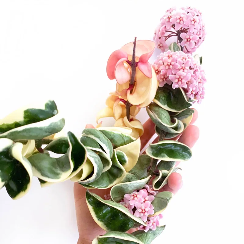 Plant FAQs: Hoya Compacta Variegated