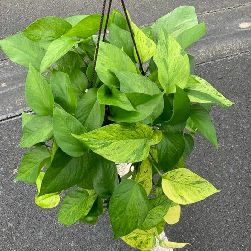 Types of Pothos
