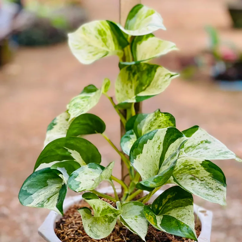 Types of Pothos