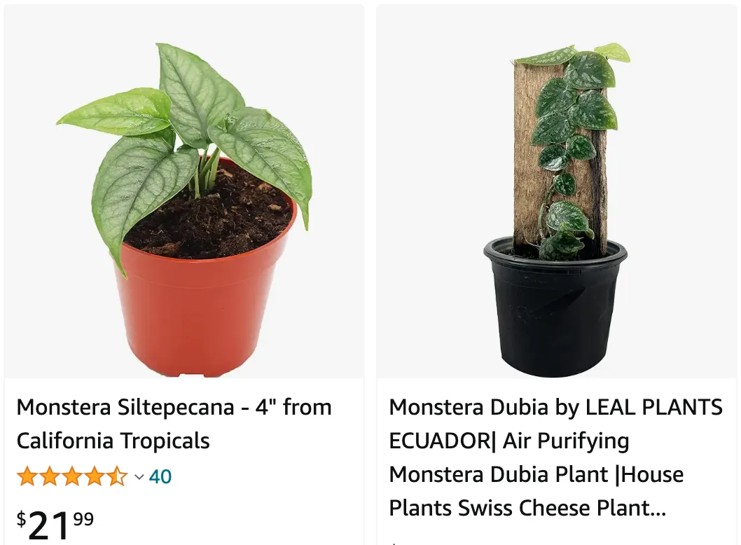 Plant FAQs: Monstera Dubia