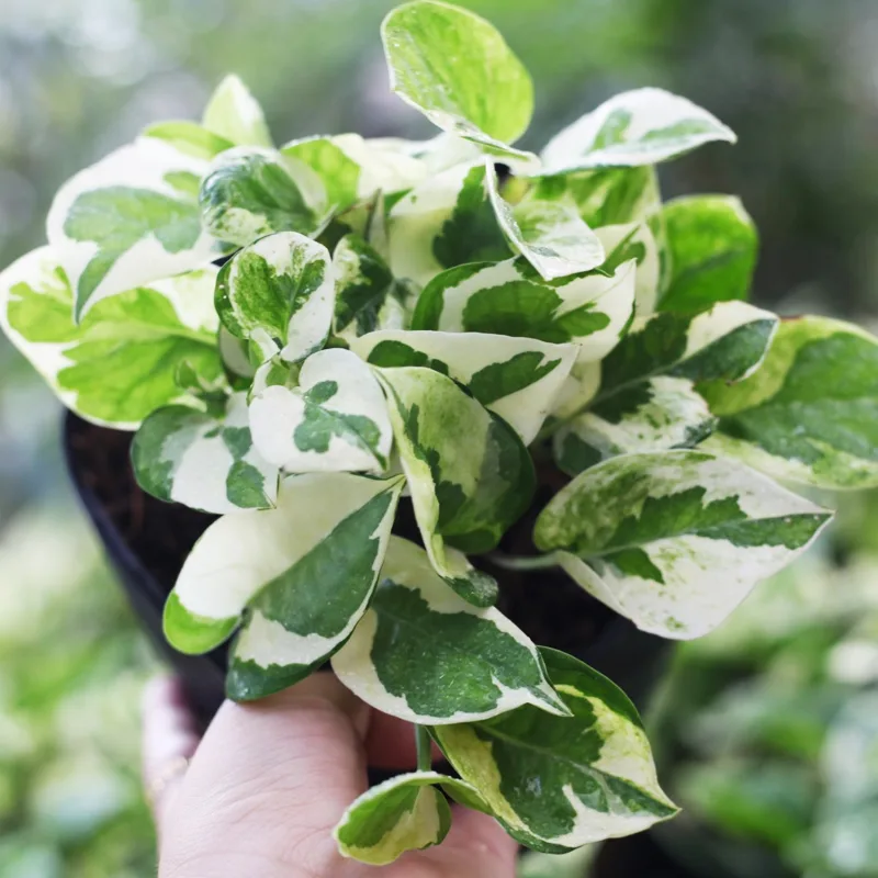 Types of Pothos