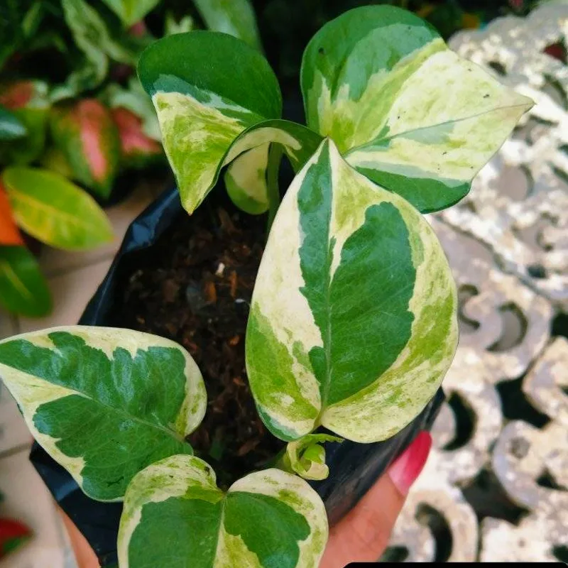Types of Pothos