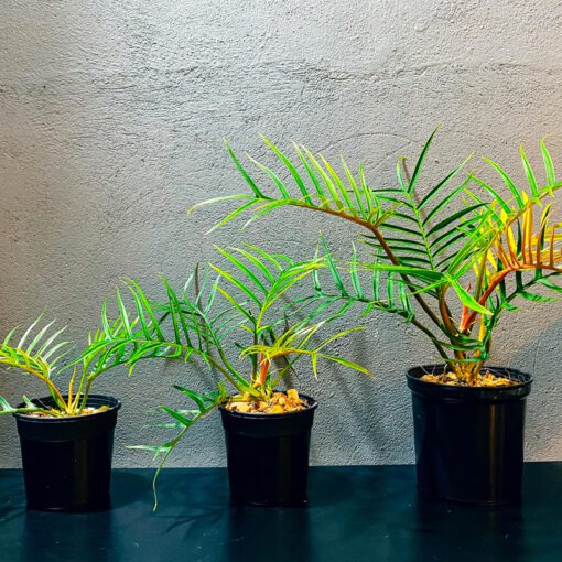 Philodendron Tortum: The Unique and Striking Houseplant