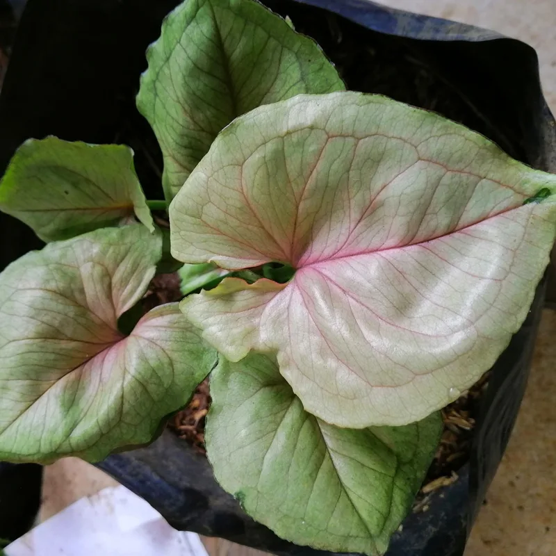 Syngonium Varieties: Most Popular Types of Arrowhead Vine