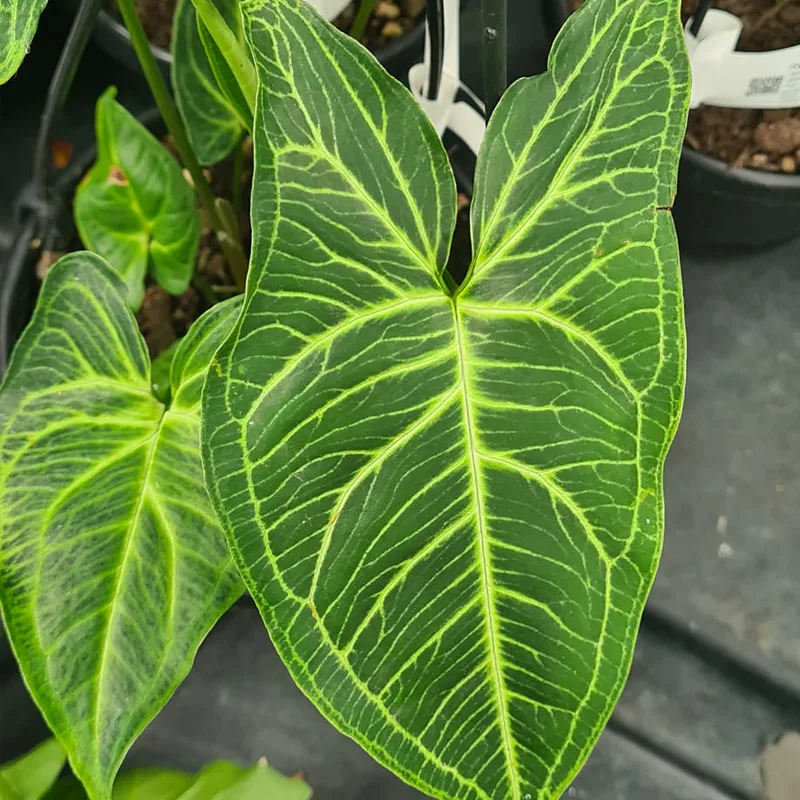 Syngonium Varieties: Most Popular Types of Arrowhead Vine