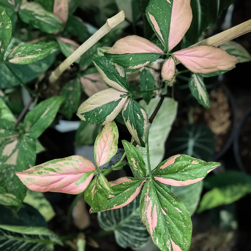 The Syngonium Pink Splash: A Time-Lapse Journey of Vibrant Growth & Care