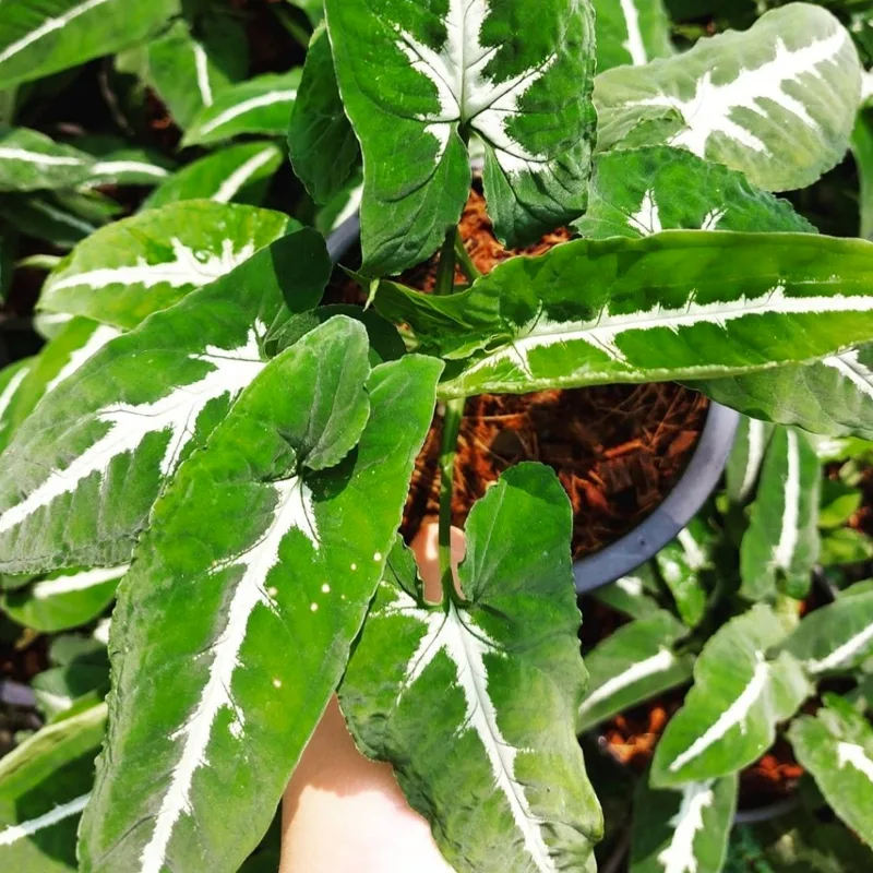 Syngonium Wendlandii: A 3-Year Time Lapse Journey from Seedling to Lush ...