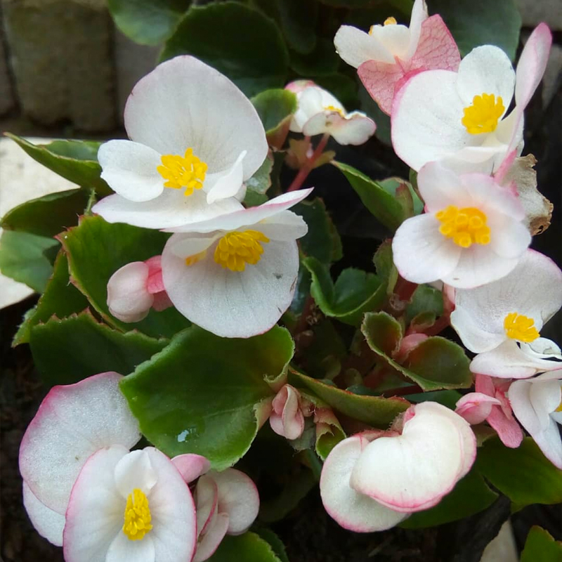 Begonia Ambassador White - Plant 101 - Monsteraholic.com