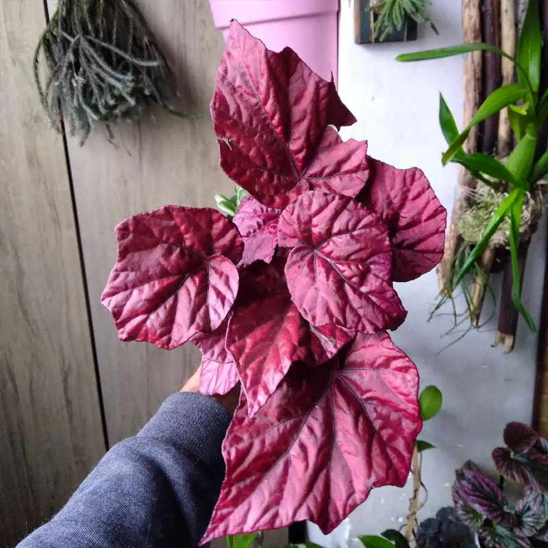Begonia Inca Flame - Plant 101 - Monsteraholic.com