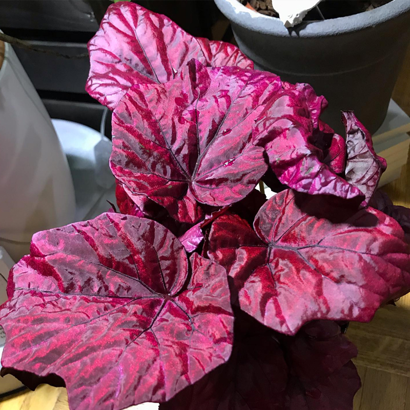 Begonia Inca Flame - Plant 101 - Monsteraholic.com
