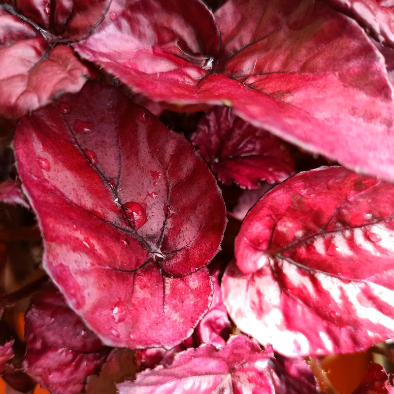 Begonia Inca Flame - Plant 101 - Monsteraholic.com