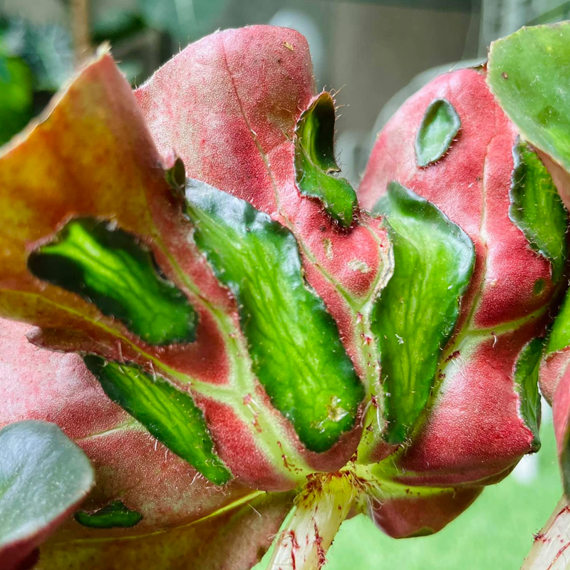 Begonia Cathedral (Updated May 2023)