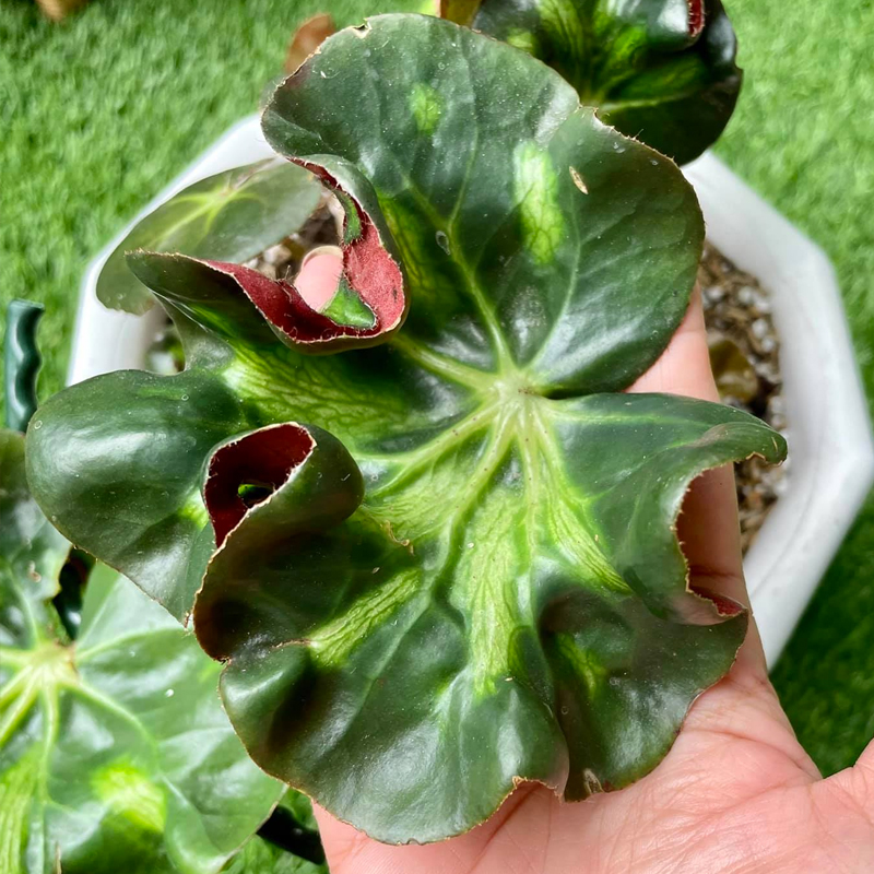 Begonia Cathedral (Updated May 2023)