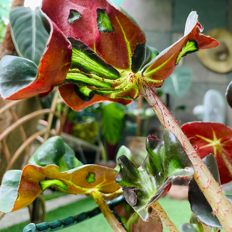 Begonia Cathedral (Updated May 2023)