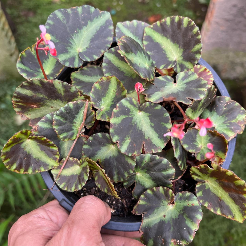 Begonia Cleopatrae (Updated May 2023)