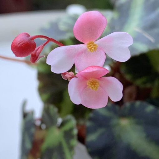 Begonia Cleopatrae (Updated May 2023)