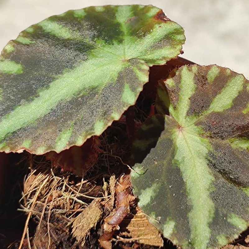 Begonia Cleopatrae (Updated May 2023)