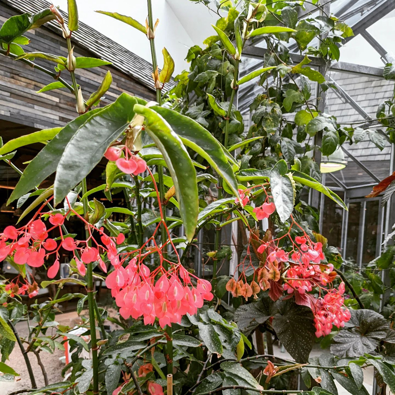 Begonia Coccinea - Plant 101 - Monsteraholic.com