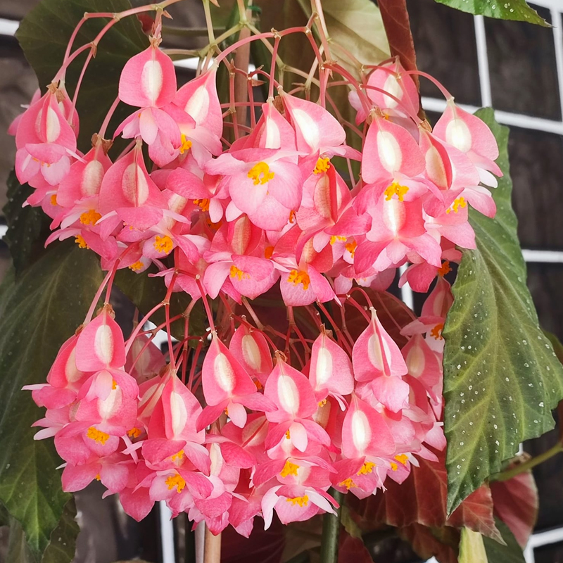 Begonia Coccinea - Plant 101 - Monsteraholic.com