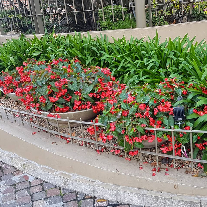Begonia Dragon Wings - Plant 101 - Monsteraholic.com
