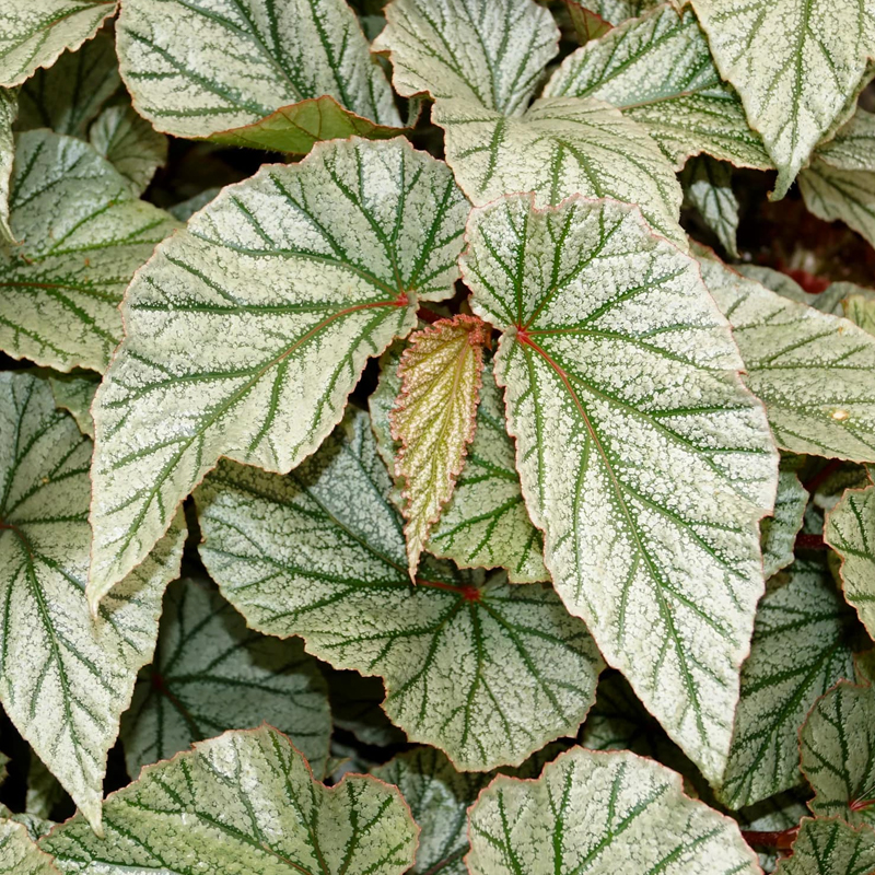 Begonia Frosty - Plant 101 - Monsteraholic.com