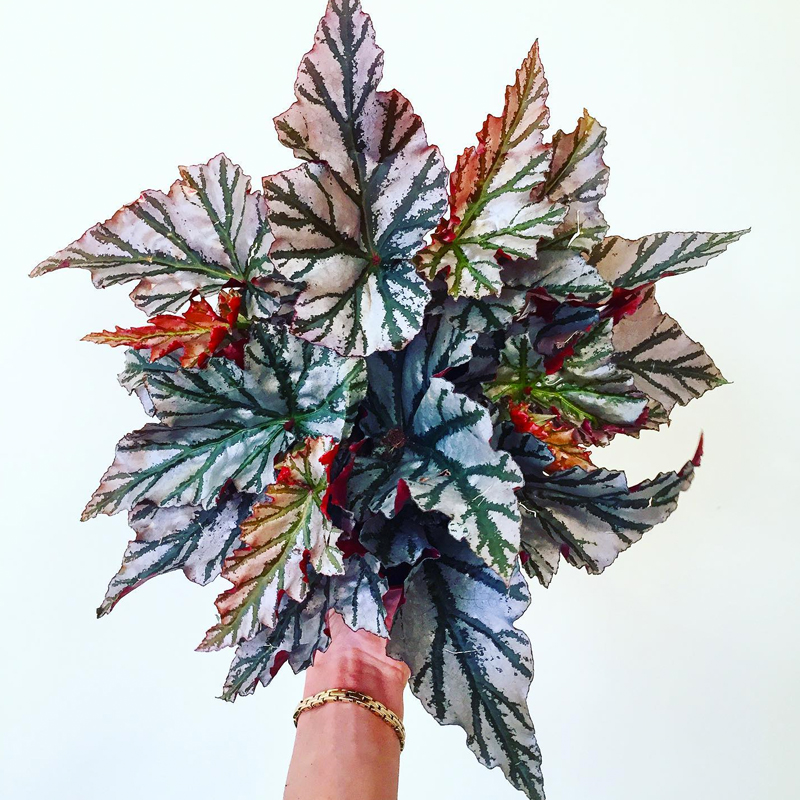 Begonia Looking Glass (Updated May 2023)