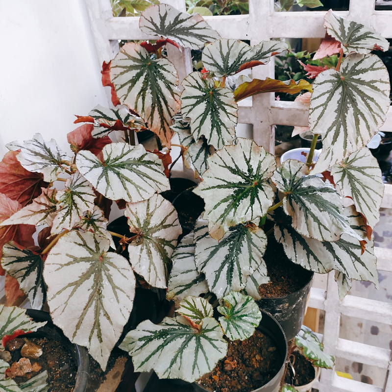 Begonia Looking Glass (Updated May 2023)