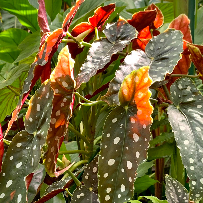 Begonia Maculata - Plant 101 - Monsteraholic.com