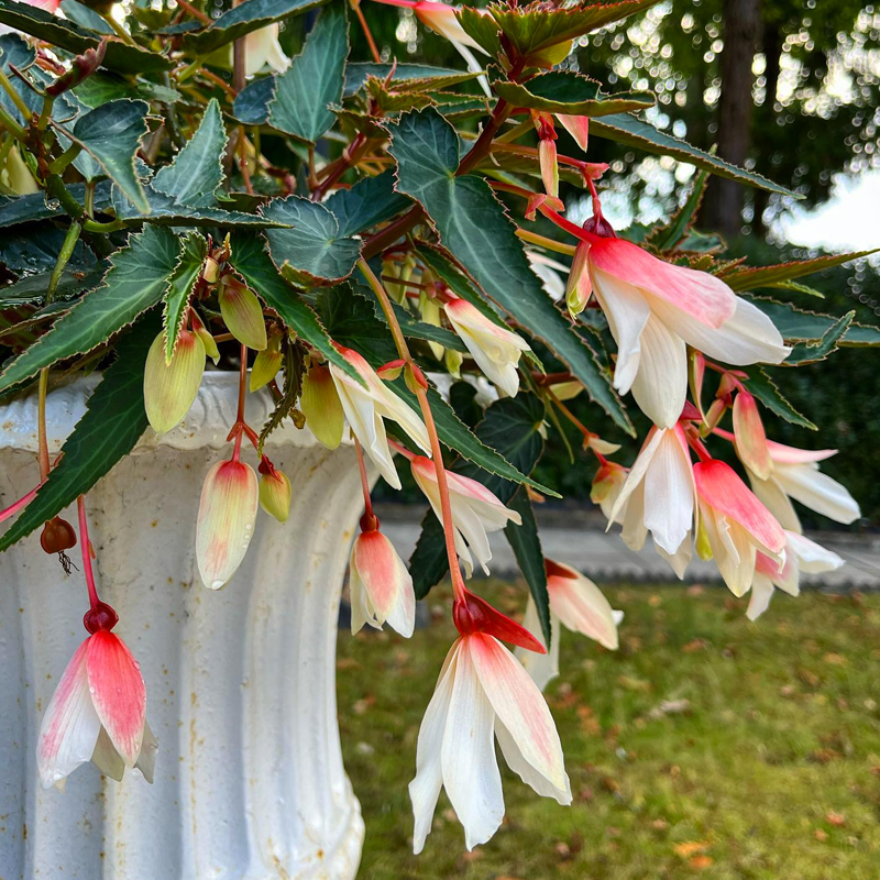 Begonia Million Kisses - Plant 101 - Monsteraholic.com