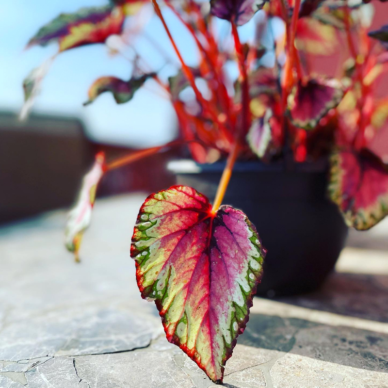 Begonia Rex Salsa (Updated May 2023)