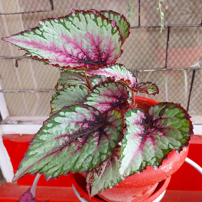 Begonia Rex Salsa (Updated May 2023)
