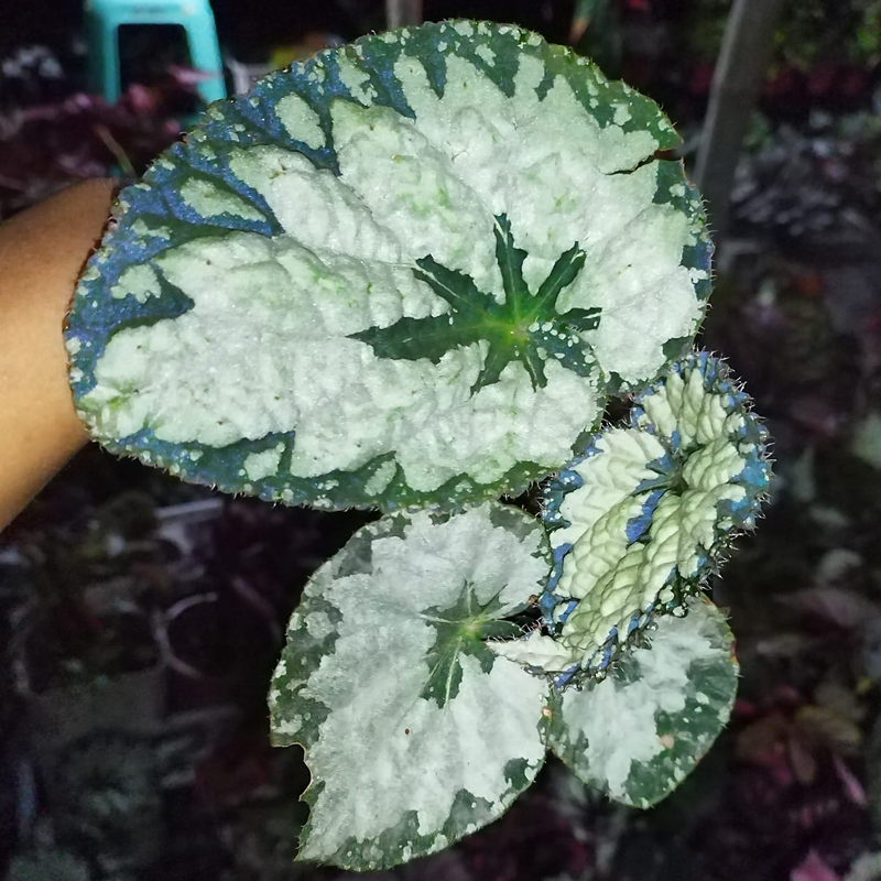 Begonia Silver Queen - Plant 101 - Monsteraholic.com