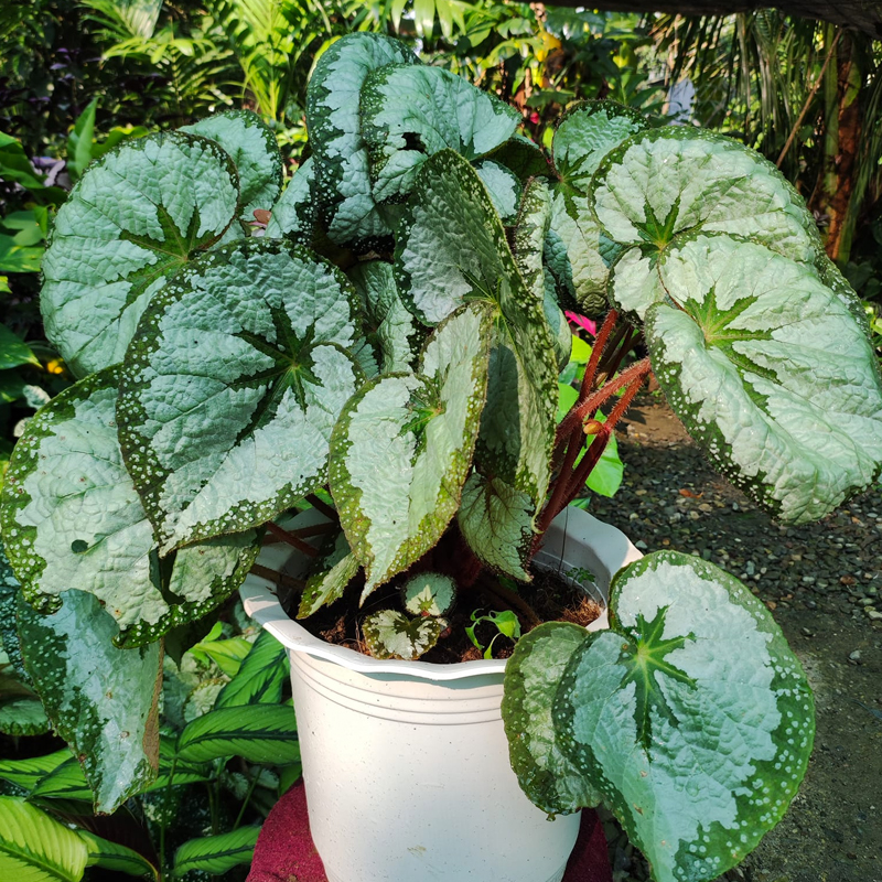 Begonia Silver Queen - Plant 101 - Monsteraholic.com