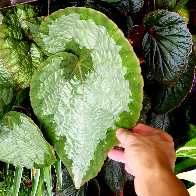 Begonia Silver Queen - Plant 101 - Monsteraholic.com