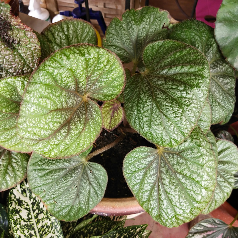 Begonia U309 (Updated May 2023)