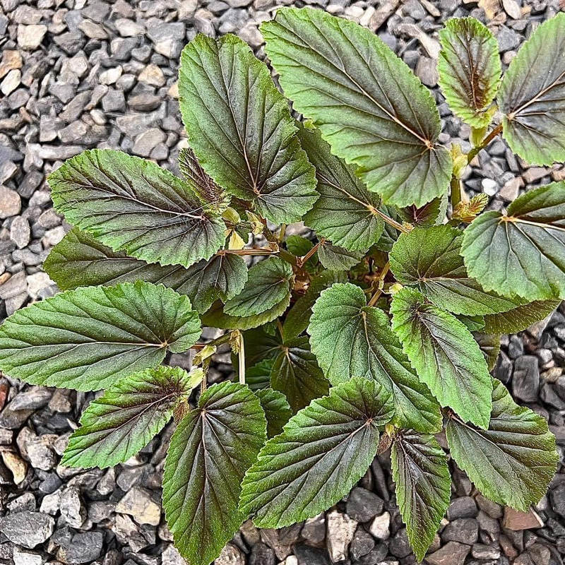 Begonia U402 (Updated May 2023)