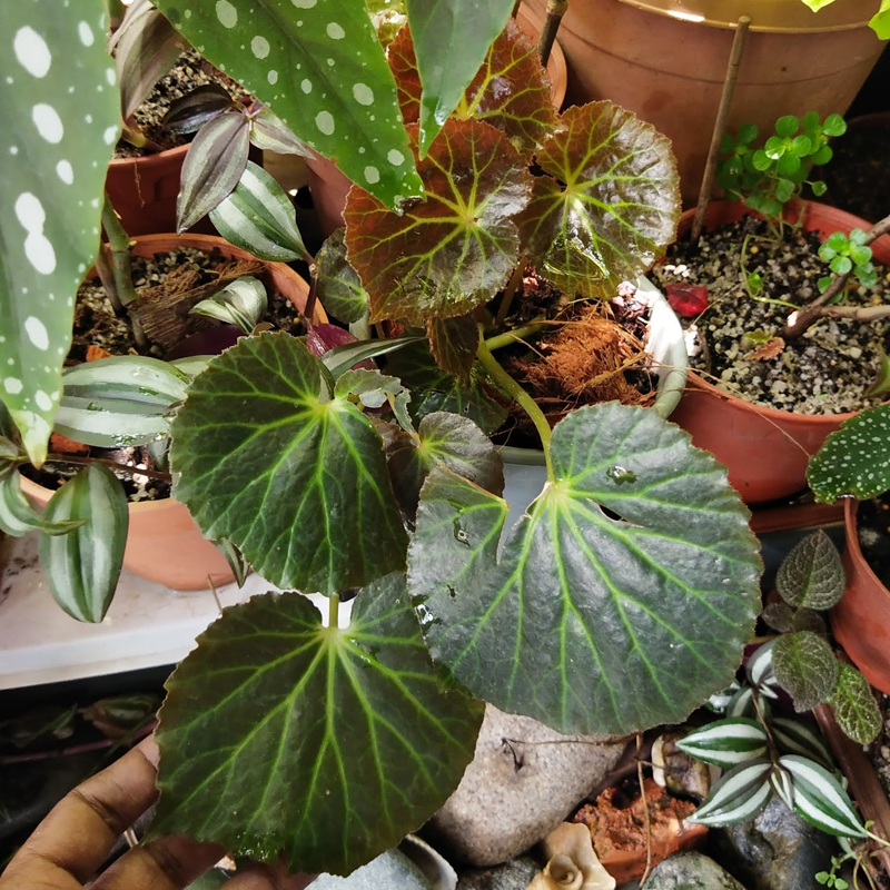 Begonia U514 (Updated May 2023)